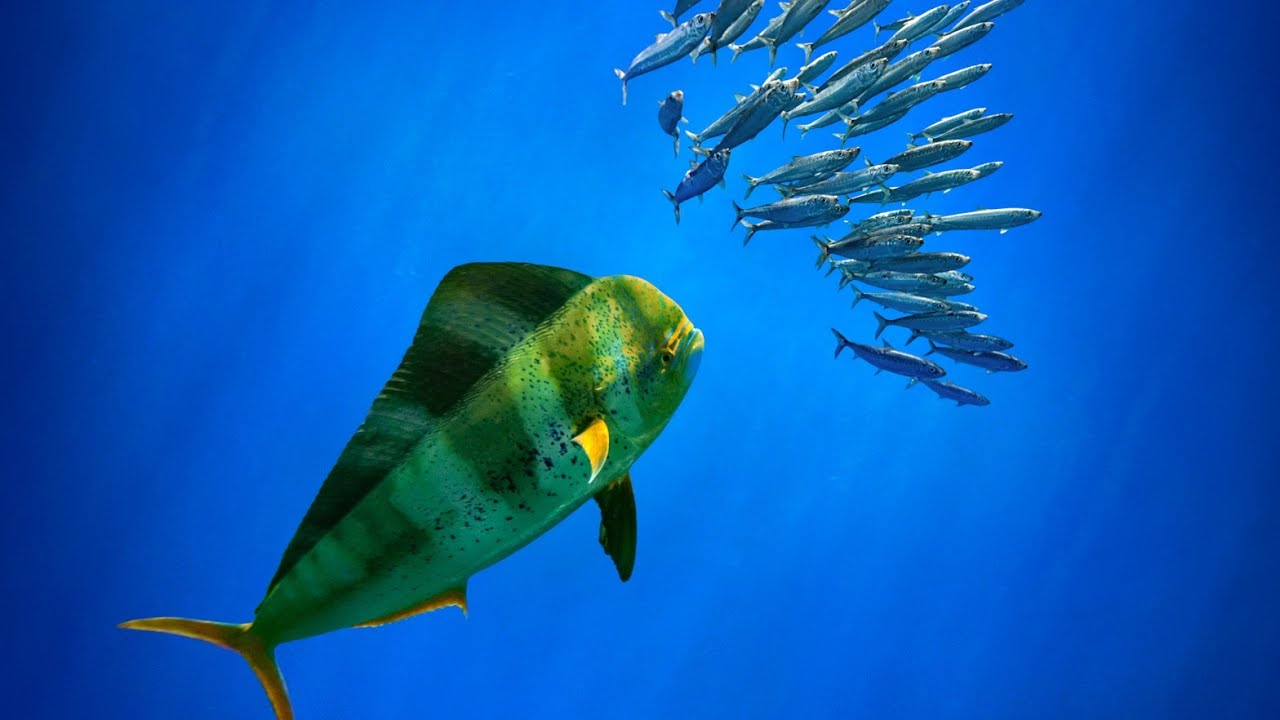 Mahi Mahi Hunting Underwater | Bait Ball Insane Action | Sardine Run ...