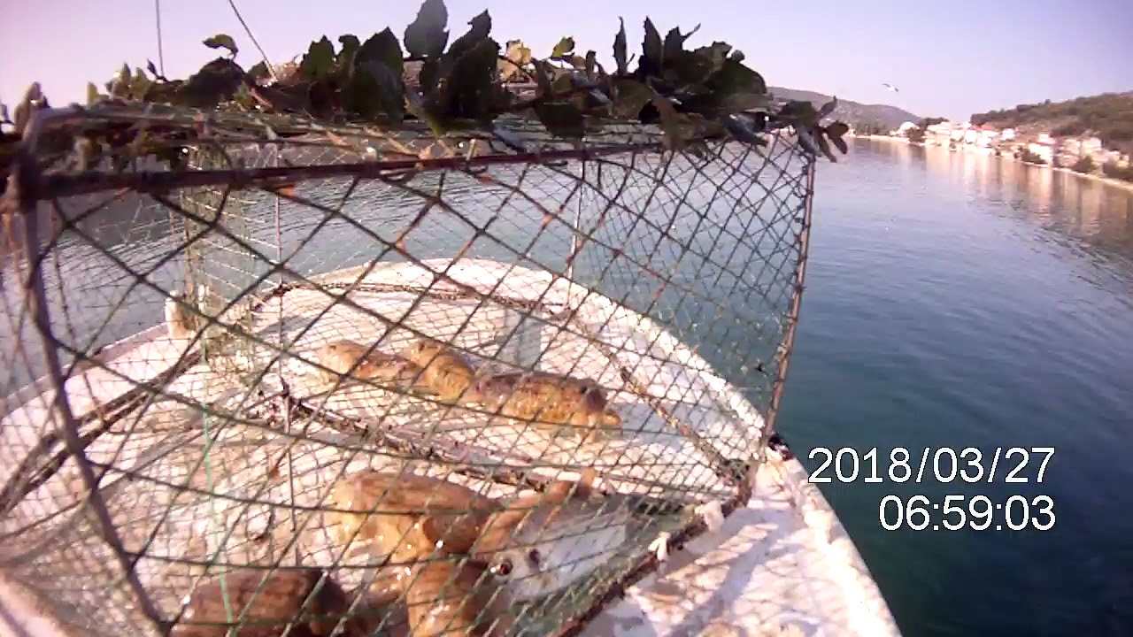 SUPER ODLIČAN ULOV SIPE U VRŠI NA SKLAPANJE, FANTASTIC CATCH SEPPIA IN ...