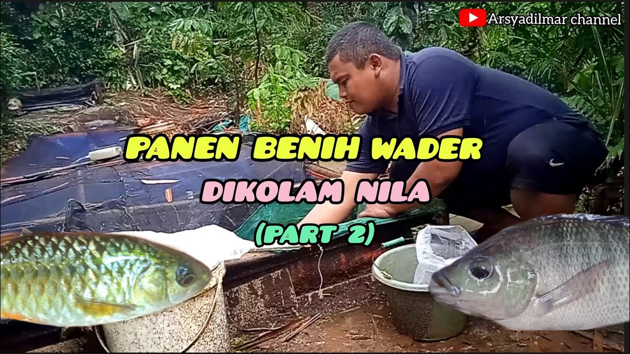 budidaya ikan wader & nila : panen benih wader di kolam nila,part 2 ...
