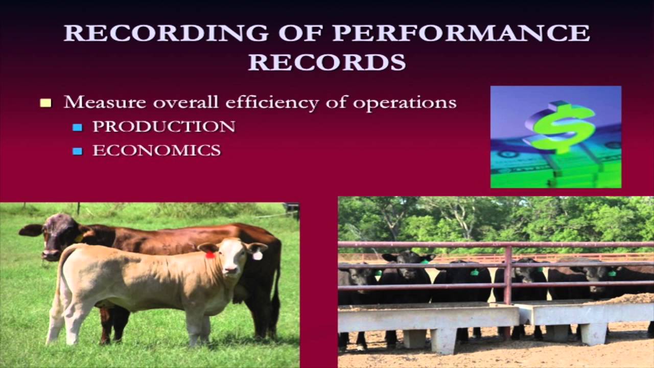 Lecture 7 Part 1- Beef Cattle Performance Records - YouTube