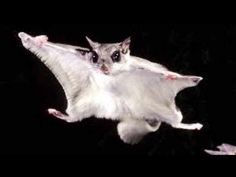 Disc Giveaway: ABC Platinum Flying Squirrel - YouTube
