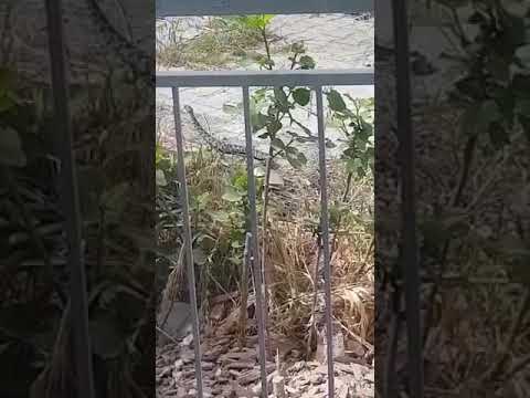 Yılanların  çiftleşmesi