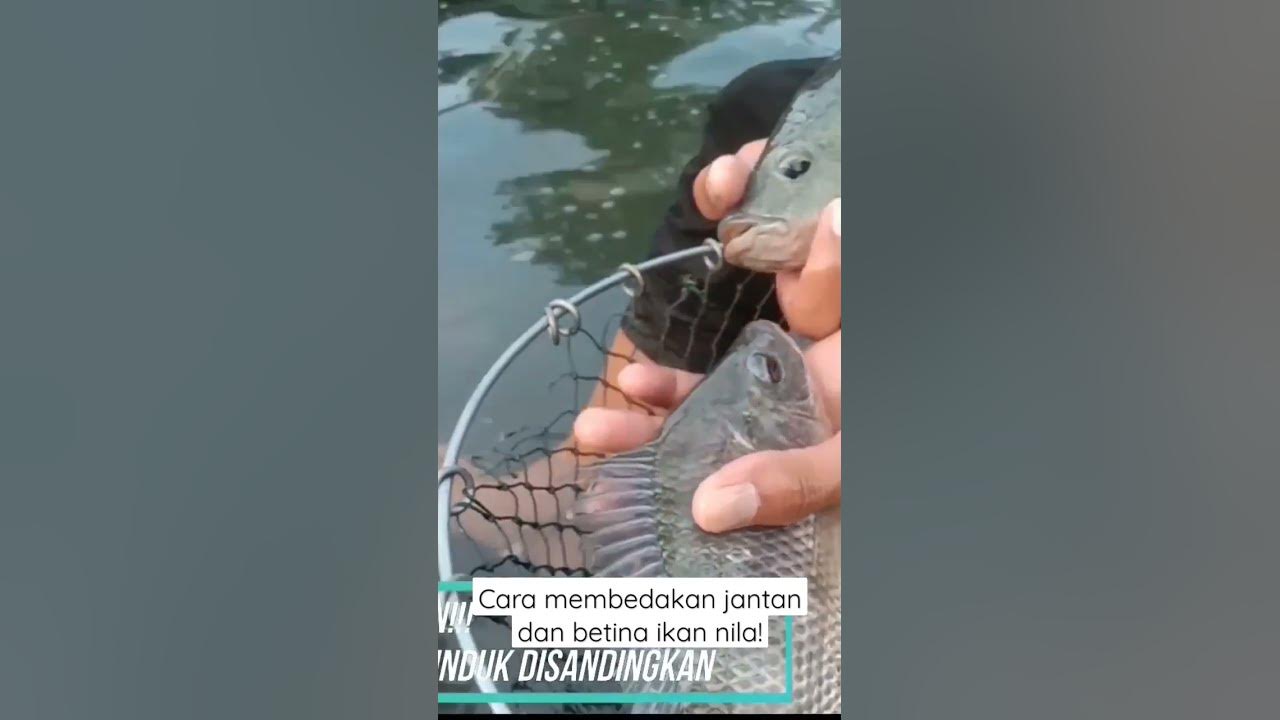 Kelihatannya Banget Perbedaan Ikan Nila Jantan Dan Betina Youtube