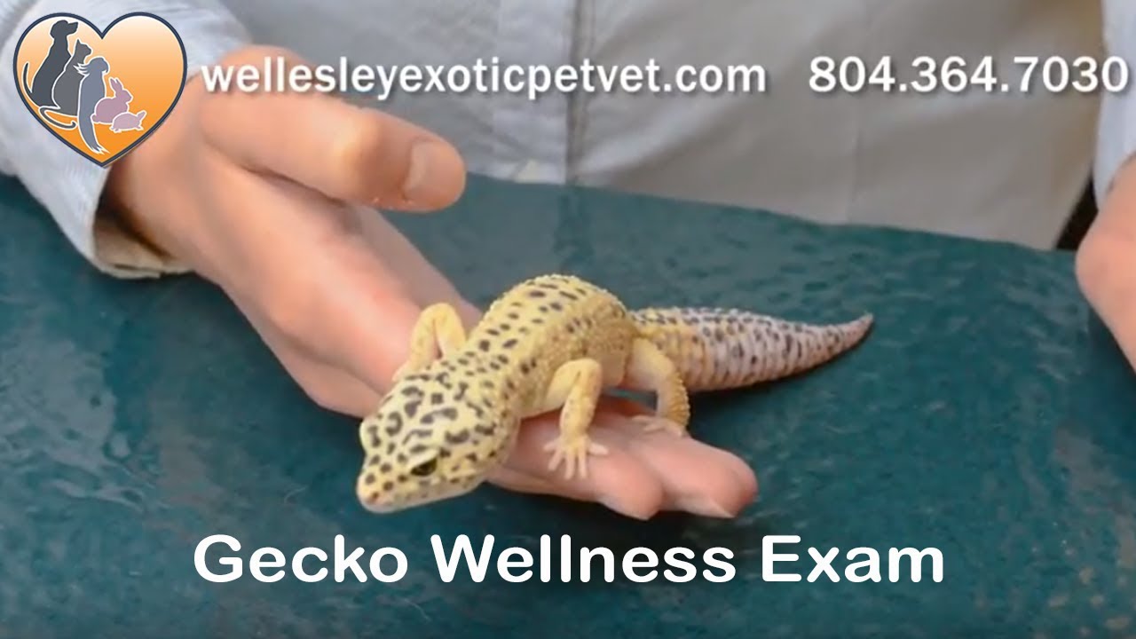 Gecko Wellness Exam Need A Trip To Exotic Pet Vet YouTube gecko-wellness-exam-need-a-trip-to-exotic-pet-vet-youtube