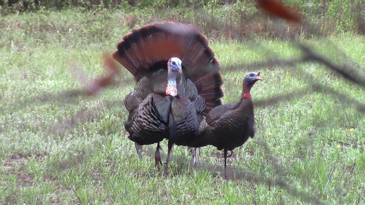 The Gobbler that Got Away (Lessons learned) - YouTube