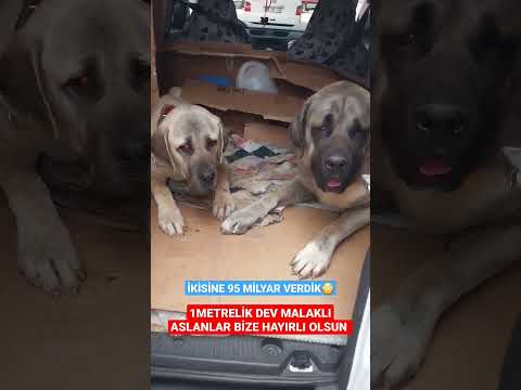 95 MİLYARA ALDIĞIMIZ 1 METRELİK DEV MALAKLI ASLANLAR BİZE HAYIRLI OLSUN! #shorts #shortsvideo #dog