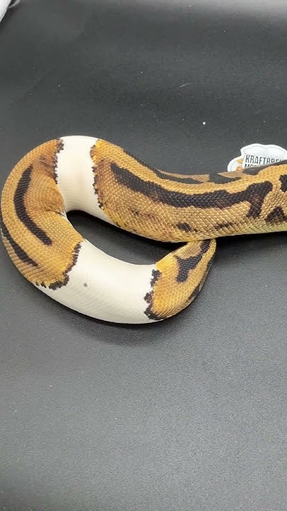 Pied Het Ultramel Ball Python #shorts #shortsfeed #shortvideo #fyp ...