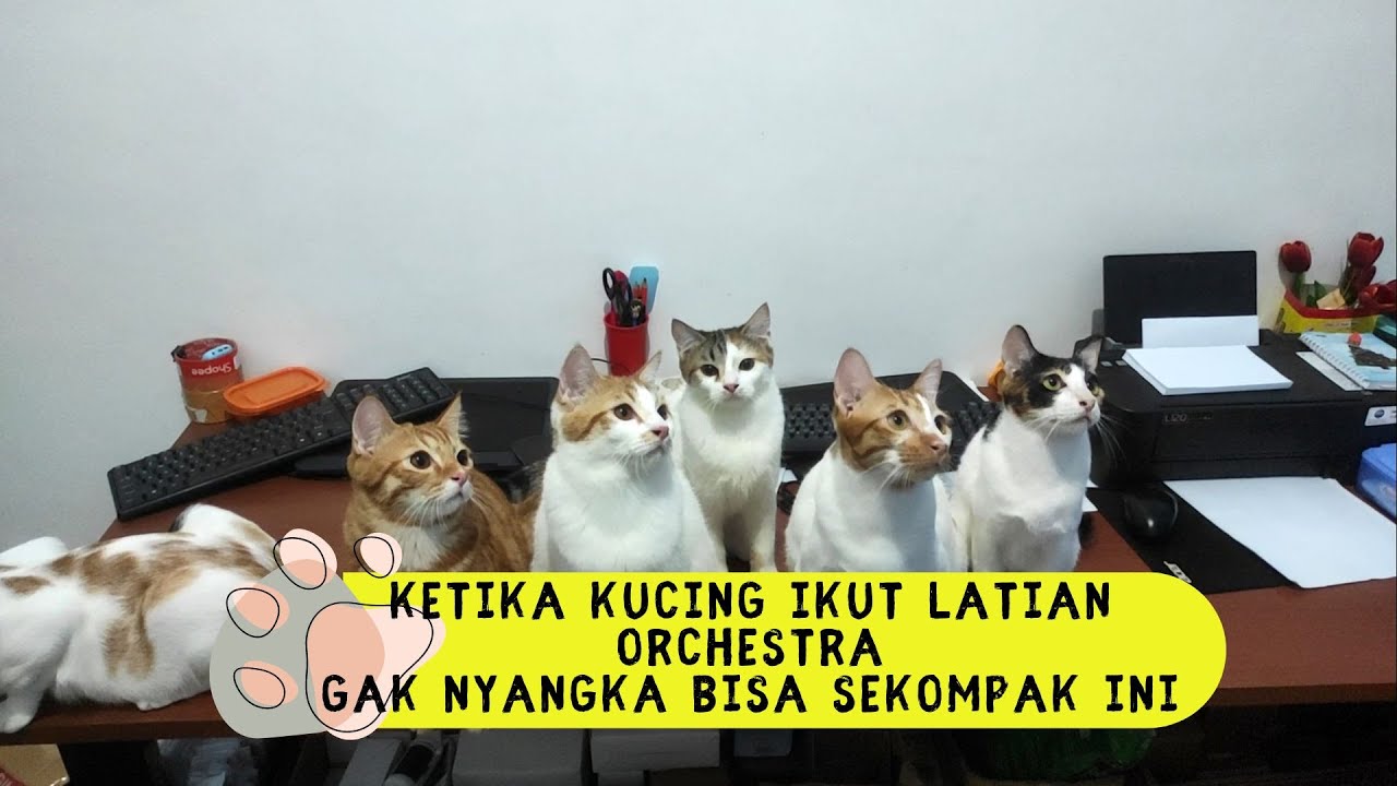 Dance Tarian Kucing Ikutin Irama Musik Sangat Kompak - YouTube
