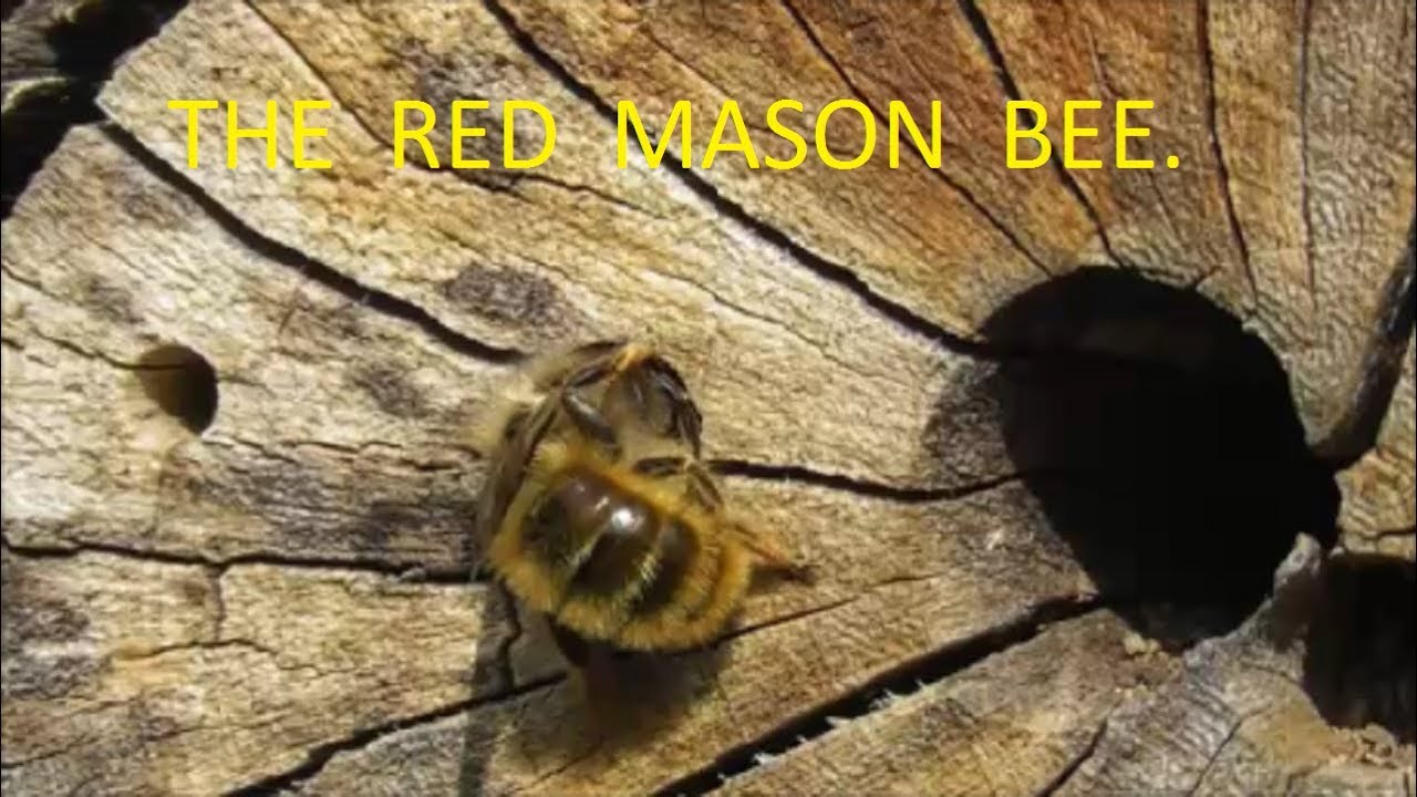 THE RED MASON BEE. - YouTube
