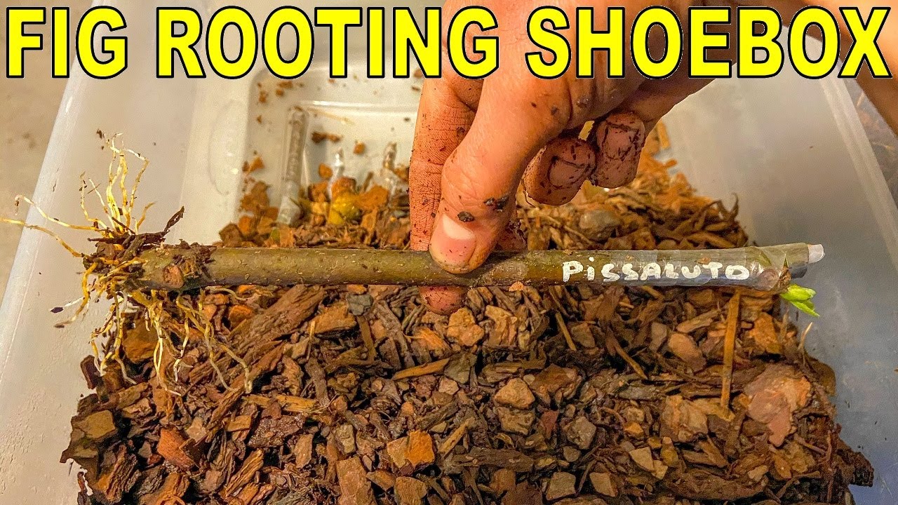 Rooting Figs In A Shoebox: Foolproof Fig Rooting Method - YouTube