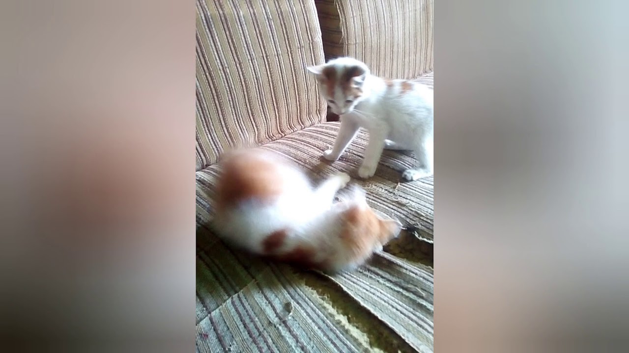 Lucu ! Beginilah tingkah laku anak kucing - YouTube
