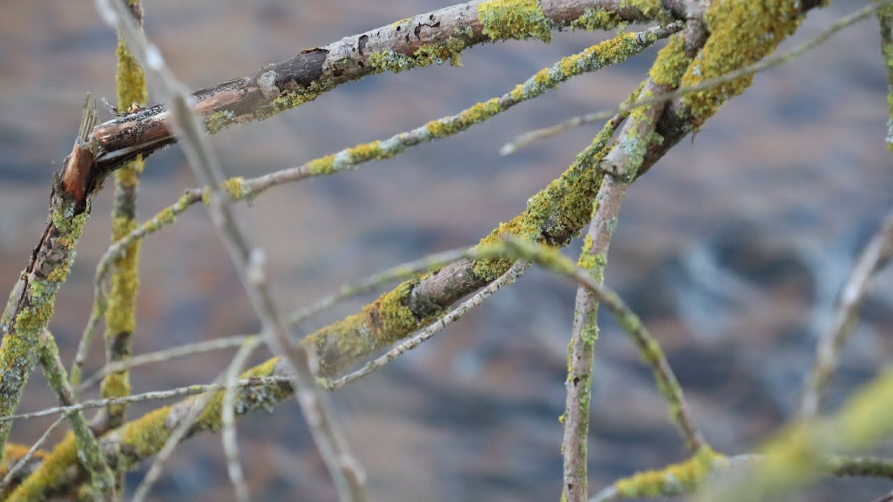 Mountain River + Soft Wind - clean, natural soundscape! - YouTube