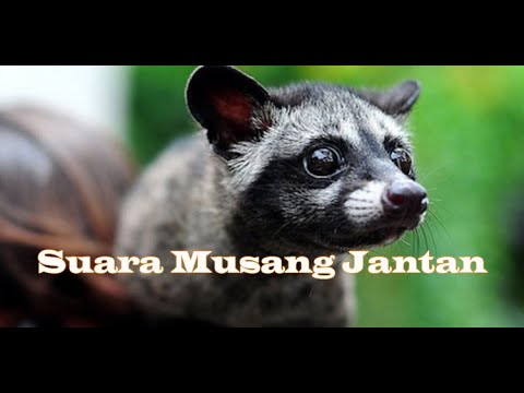 SUARA PIKAT MUSANG JANTAN - DIJAMIN DATANG - YouTube