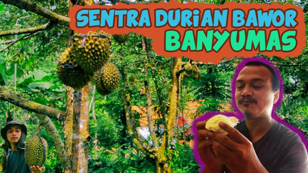 Sentra Durian Bawor Banyumas- Durian Bawor lebih enak dari Monthong ...
