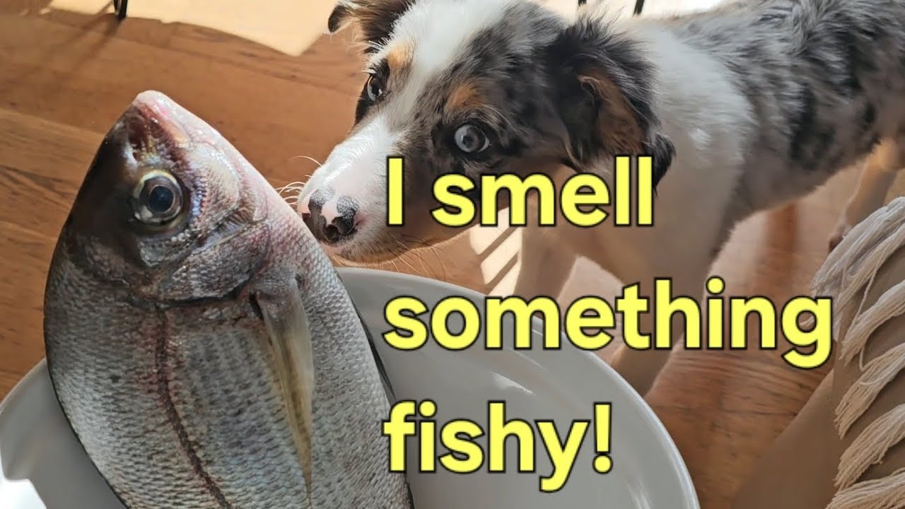 My son caught sea bream fish. Let's see our dogs reaction to this fish ...