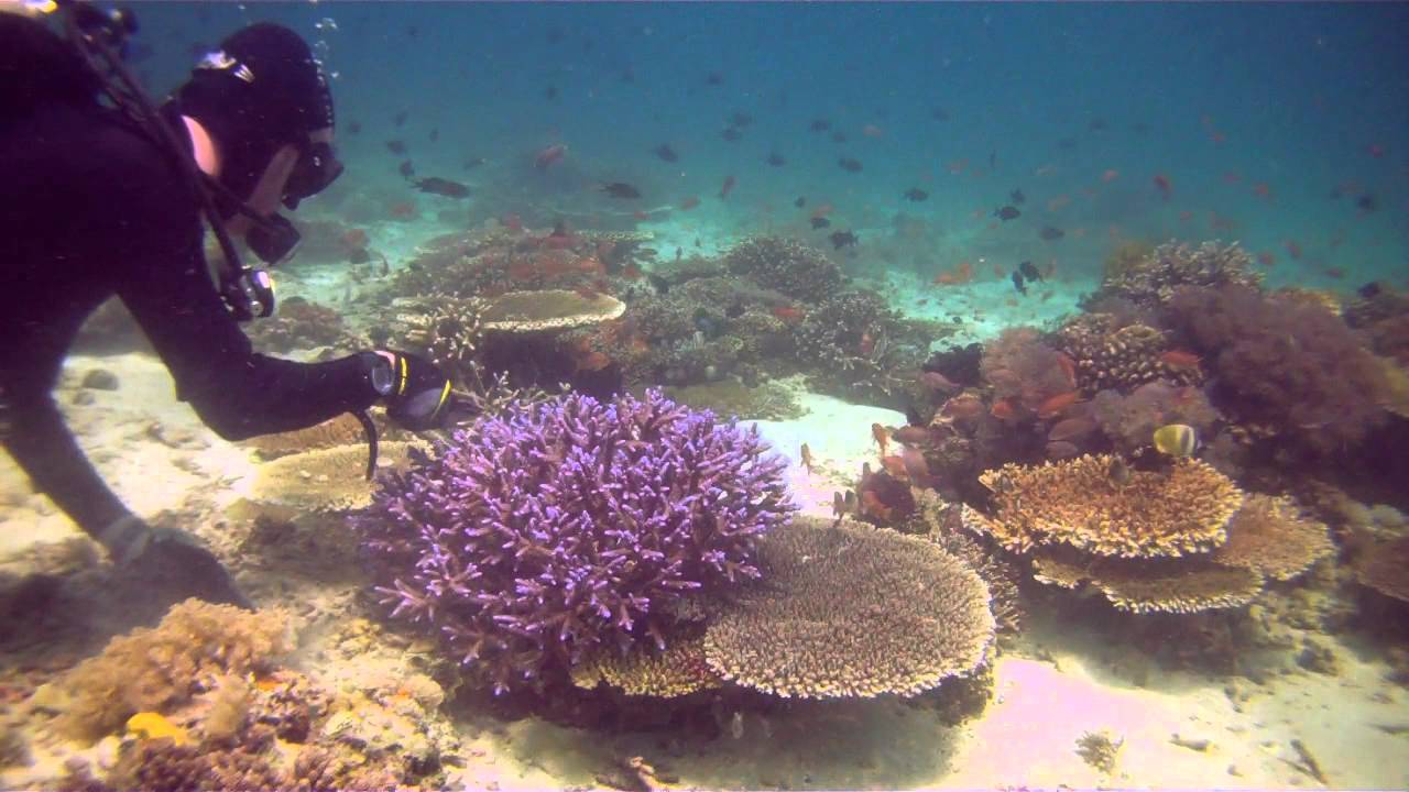 Collecting Corals for the Steinhart Aquarium - YouTube