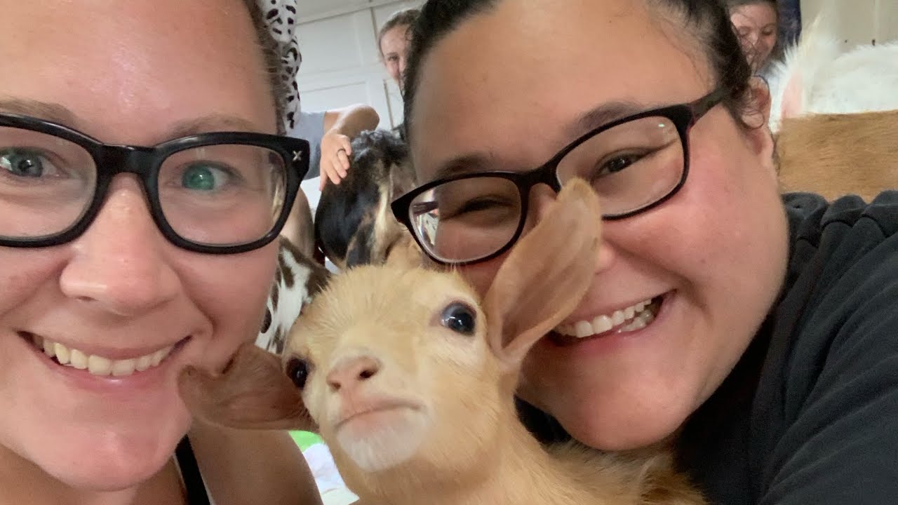 ARE U READY FOR THIS? We did Goat Yoga today!!! Hilarious! HAPPINESS ...