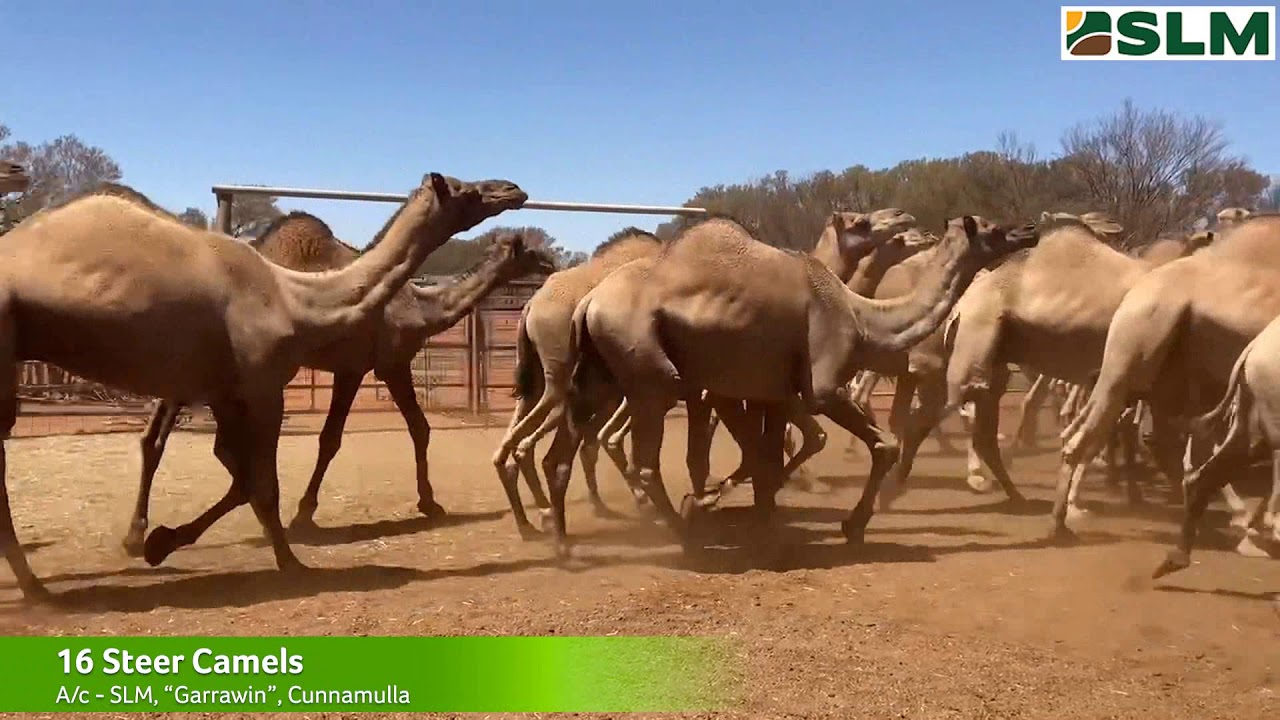 16 Steer Camels, A/c SLM "Garrawin, Cunnamulla - YouTube