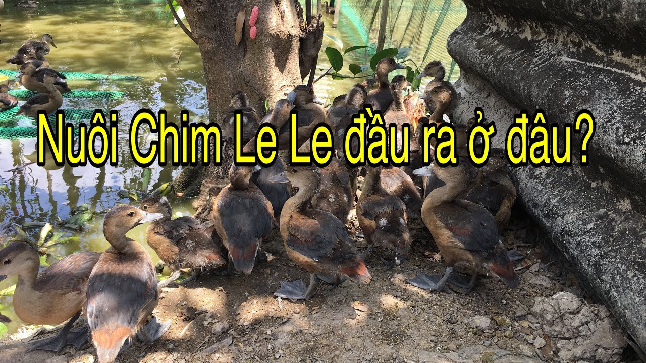 Nuôi chim Le Le đầu ra ở đâu? - YouTube