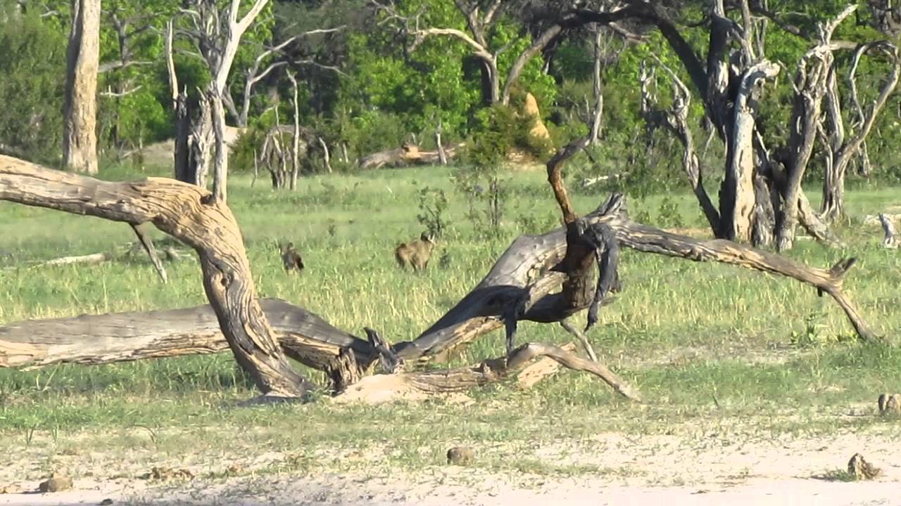 Bat-eared fox and jackal fight - YouTube