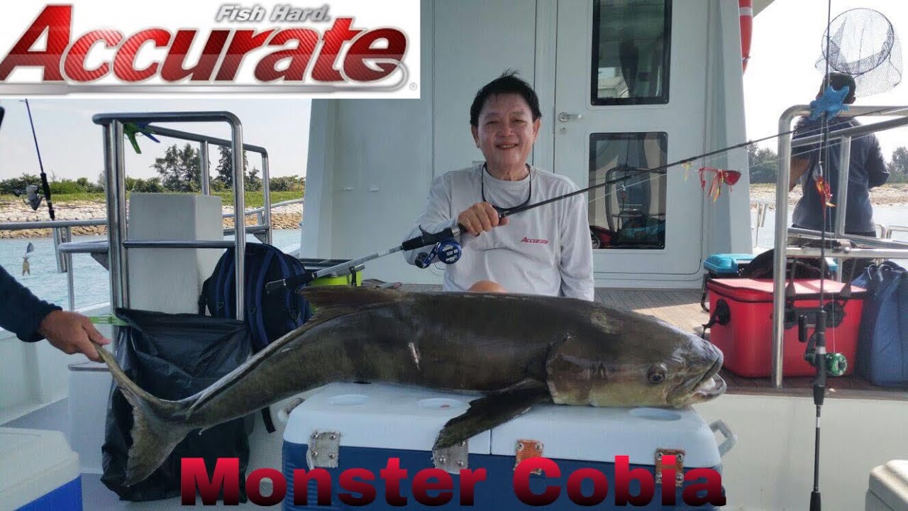 [Anglersoutfitter CH] Monster Cobia on AOF legend n Accurate BXJ in Singapore - YouTube