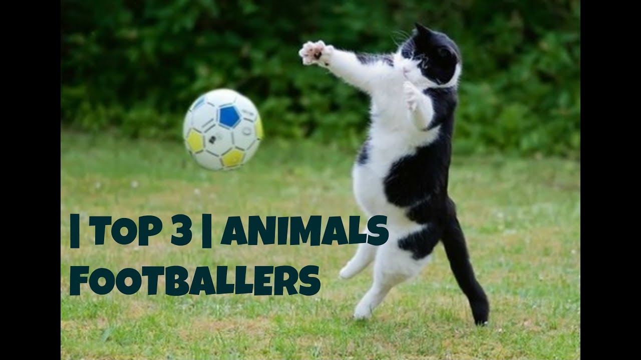 Top 3 Animals Footballers Funny Football 2015 - YouTube