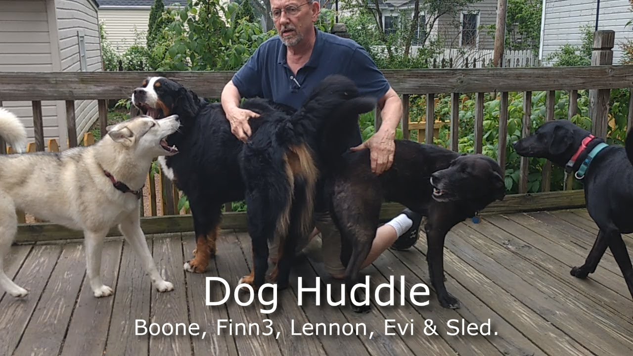 Dog Huddle - YouTube