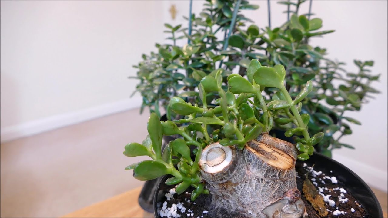Saving My Jade Plant 2020 Update With Time Lapse - YouTube