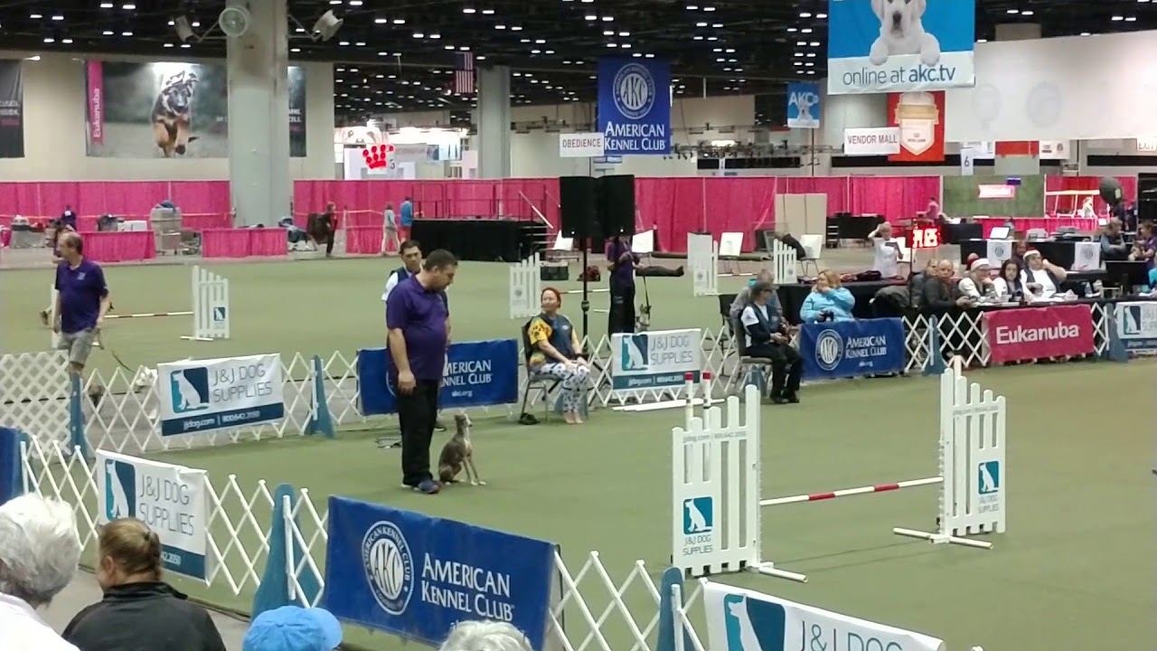 AKC Agility Invitational 2018(3) - YouTube