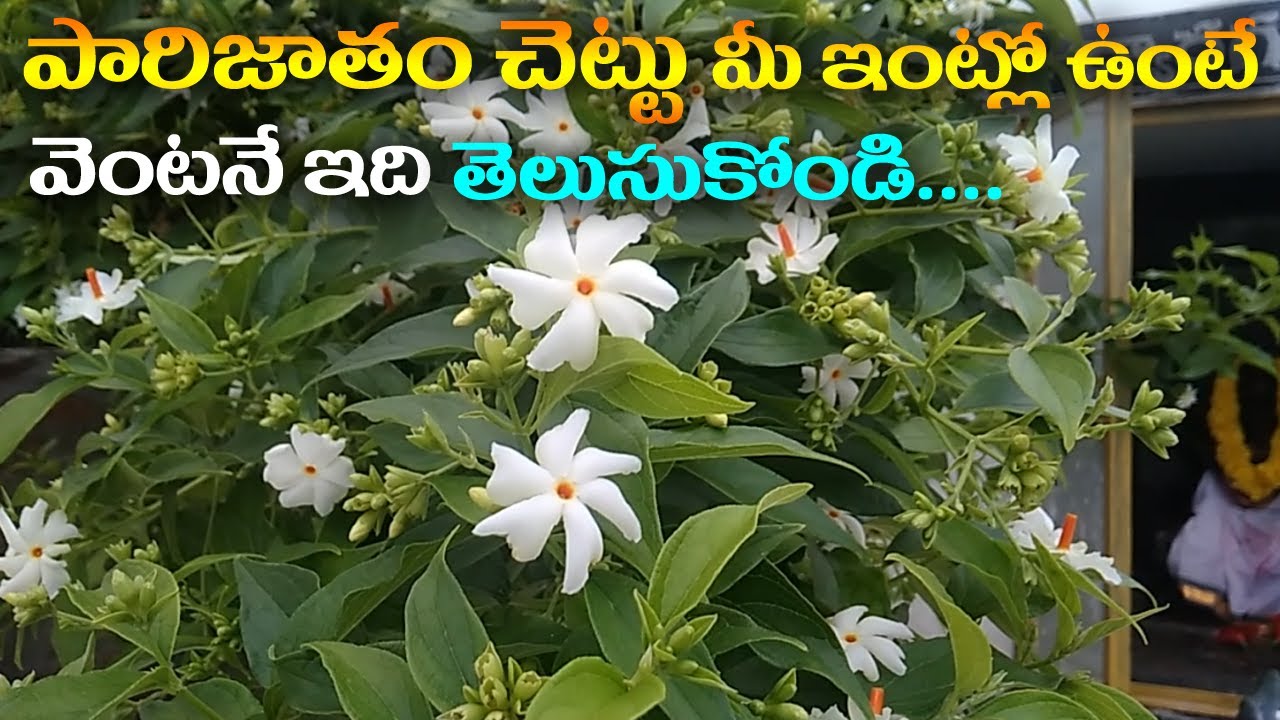పారిజాతం చెట్టు మీ ఇంట్లో ఉంటే వెంటనే ఇది తెలుసుకోండి ! || Real Facts ...