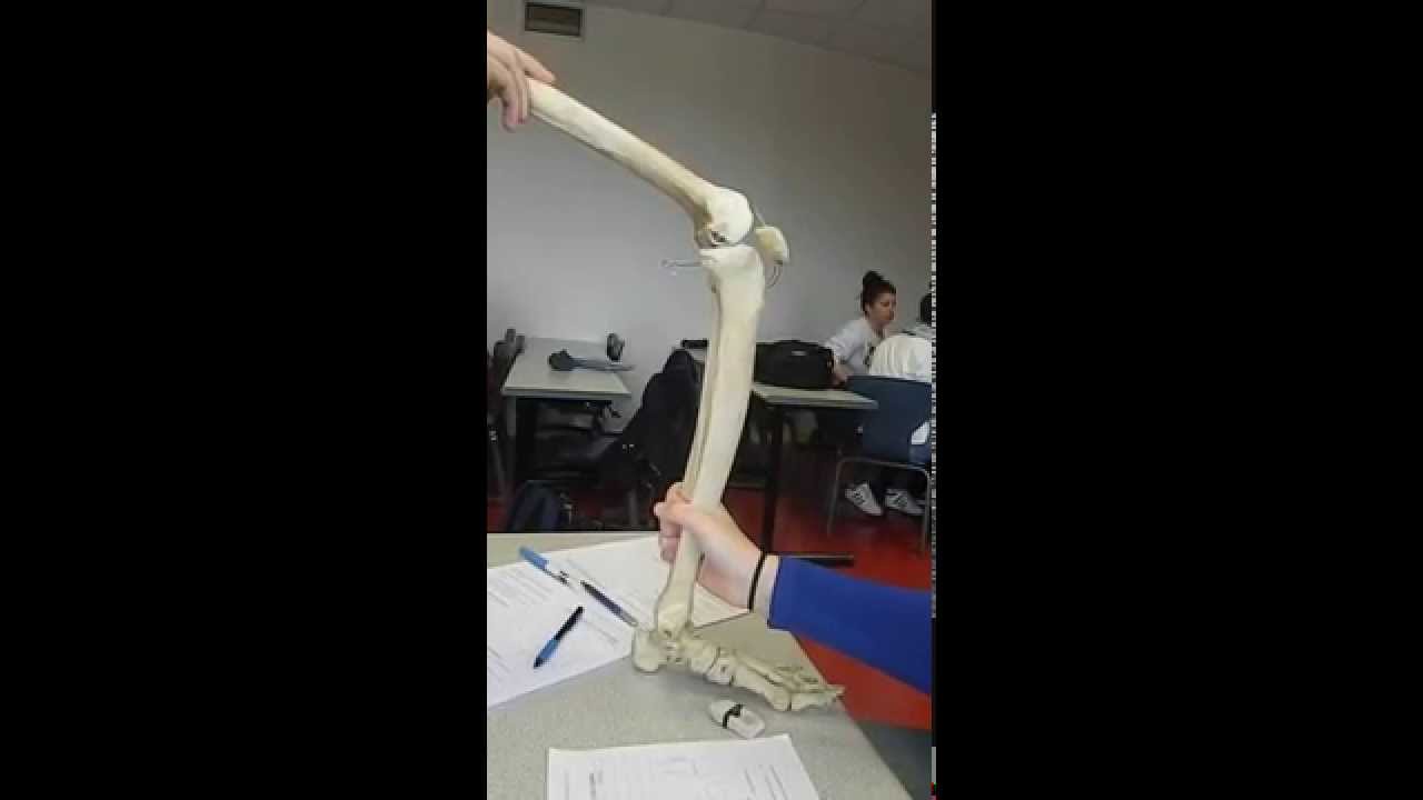 Flexion / Extension genou - bioméca - YouTube