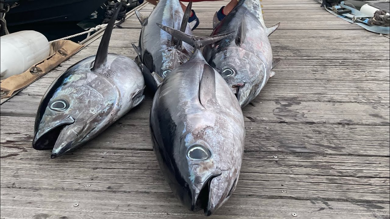 Tuna Cod and Fishing Adventures Beginning - YouTube