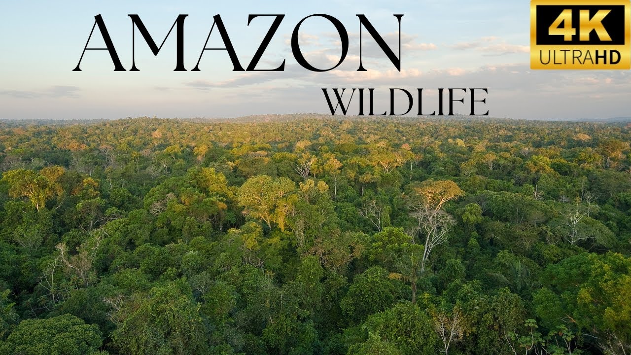 Wildlife Documentary 4K : Unveiling the Rich Biodiversity of the Amazon ...