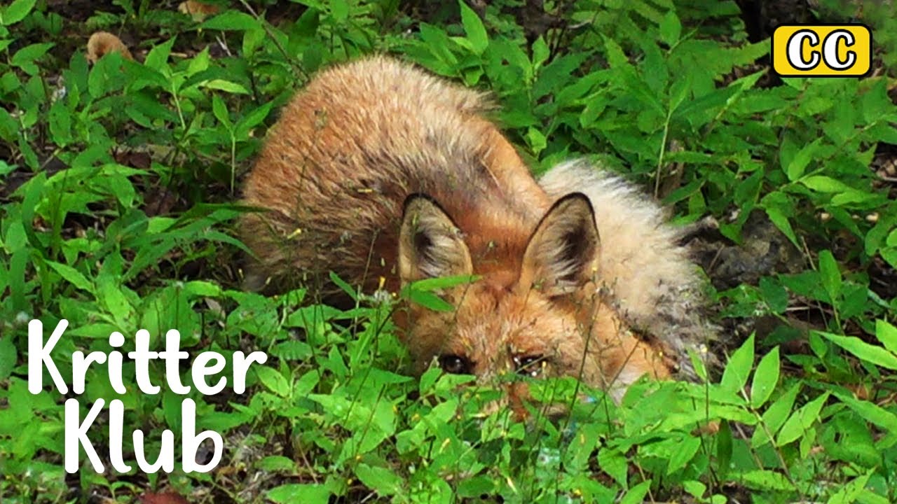 Red Fox Spotted In The City With Mysterious Numbers Around The Neck ...