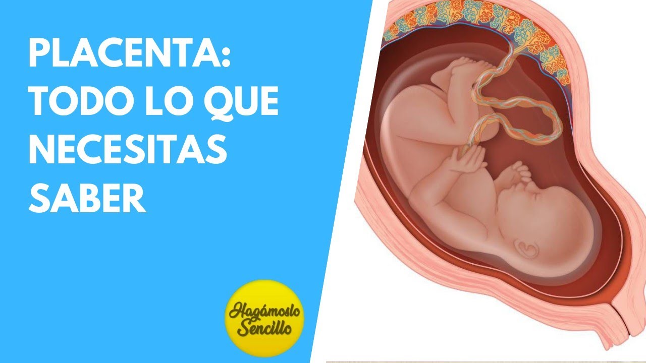 PLACENTA: TODO LO QUE TIENES QUE SABER - ANATOMIA Y FUNCIONES DE LA ...