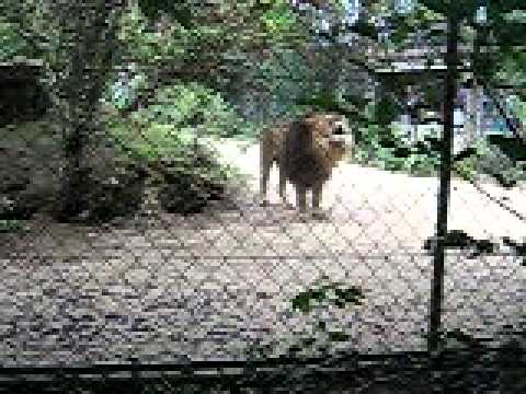 rugissement du lion - YouTube