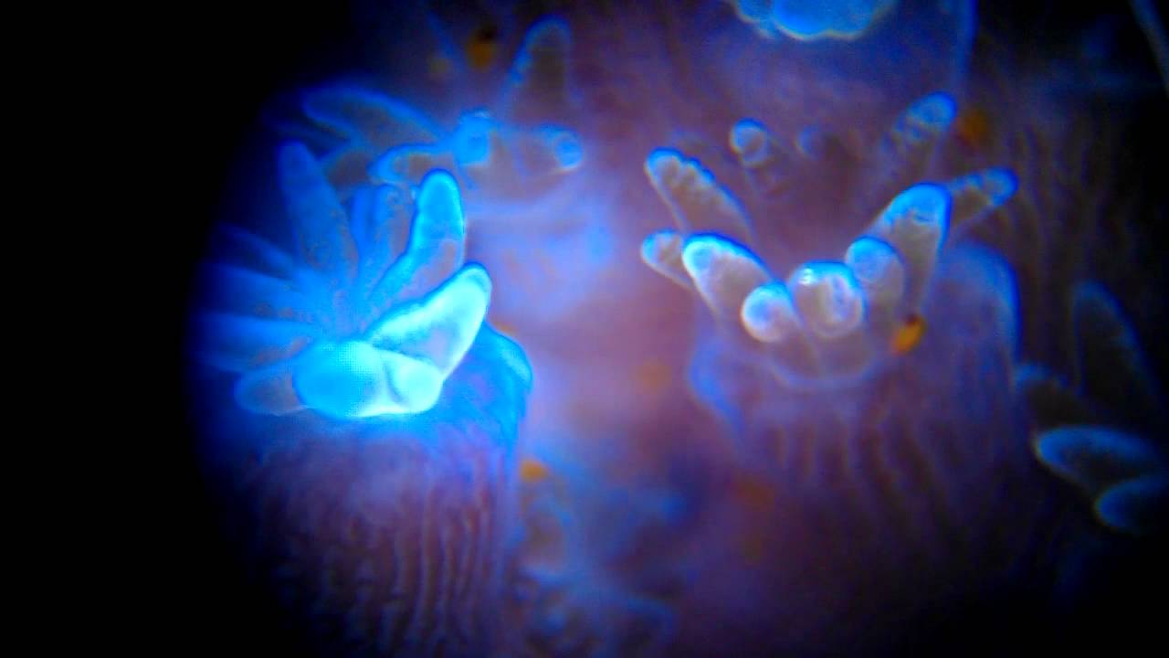 Coral Red Bug.avi - YouTube