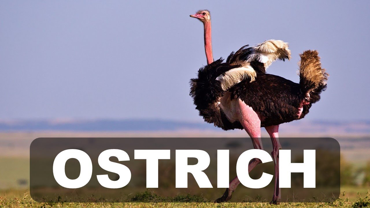 The Fascinating World of Ostriches Speed, Adaptations, and Myths - YouTube