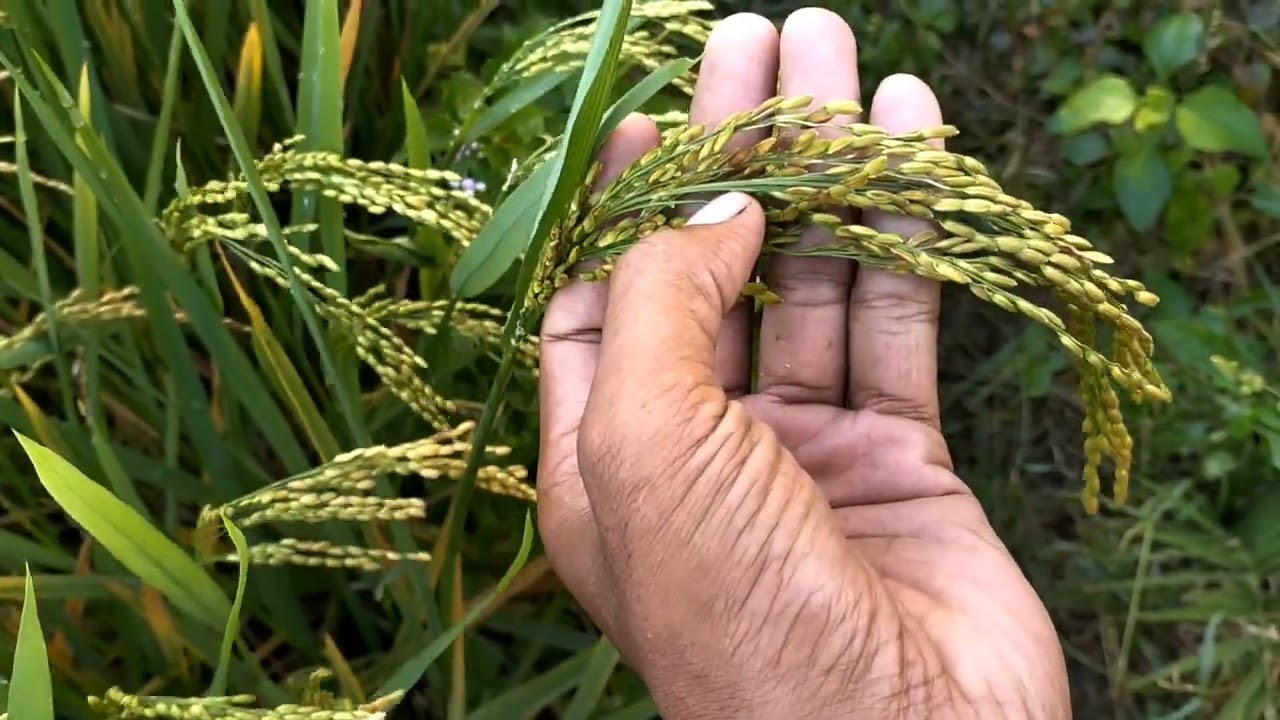 धान में मकड़ी के पहचान।Paddy Penicale Mite। - YouTube