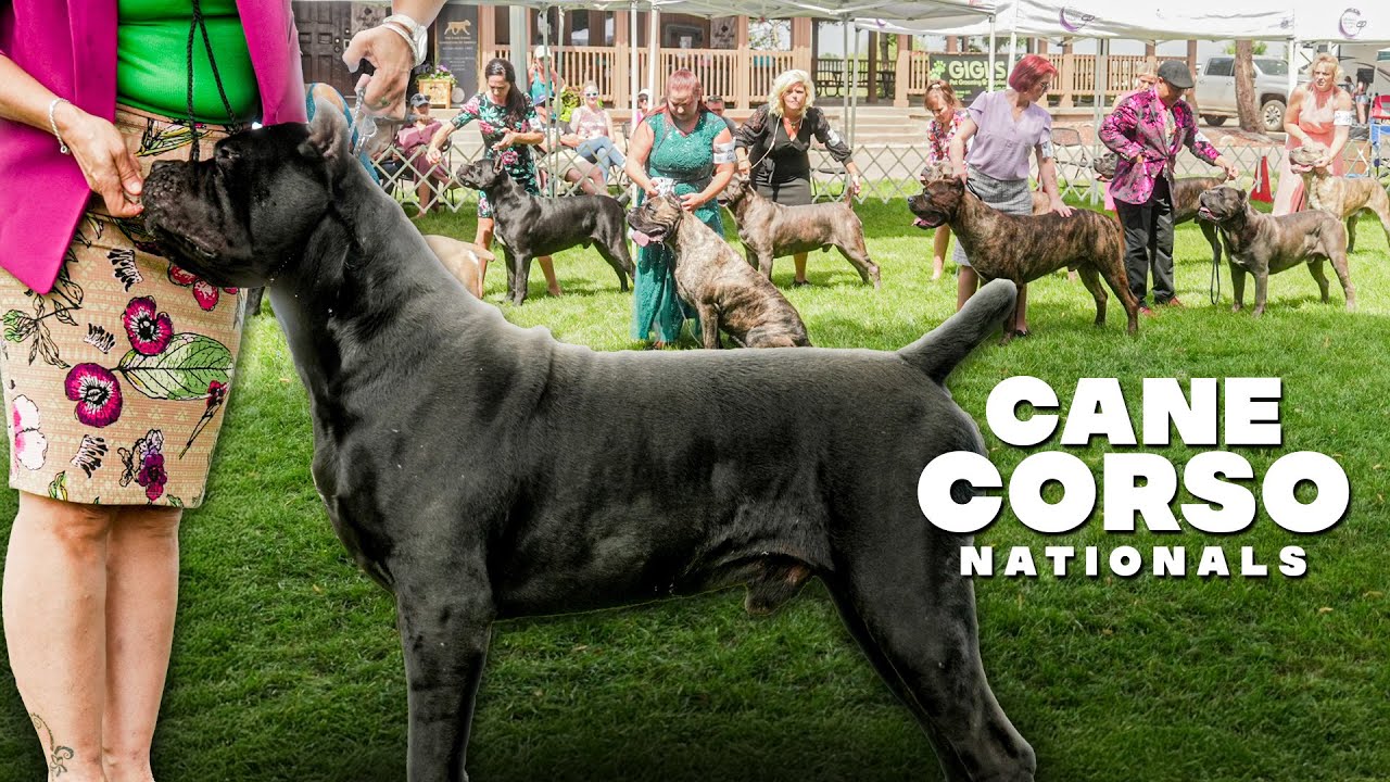 The great Cane Corso, a man's best friend | A visit with the CCAA - YouTube
