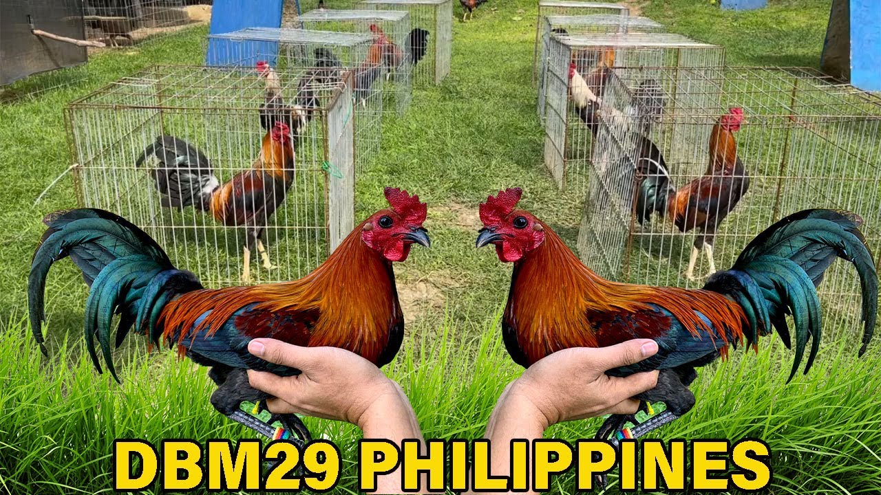 Golden Boy Sweater Gilmore Hatch Grey - DBM29 FARM - YouTube