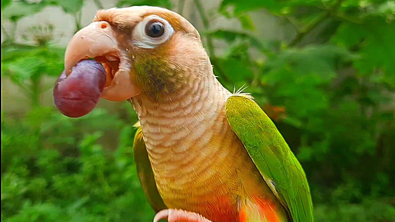 Amazing a bird eating grape fruit on the tree in the forest | green ...