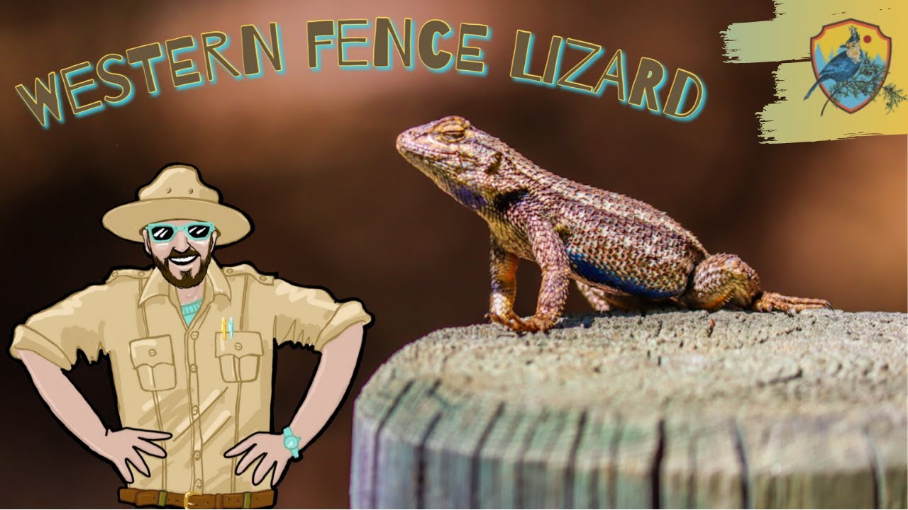 Learning About Lizards | Educational Videos for Kids - YouTube