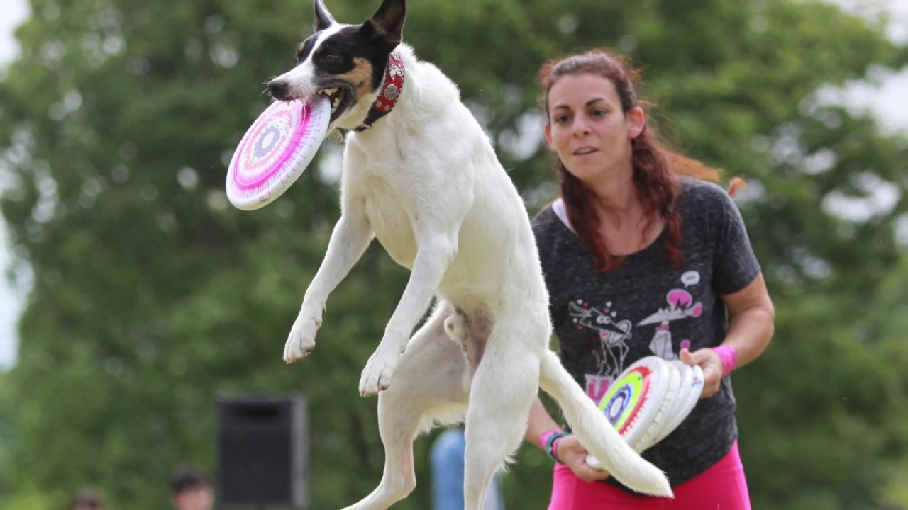 Dogtown Awesome Dog Challenge 2019 - YouTube