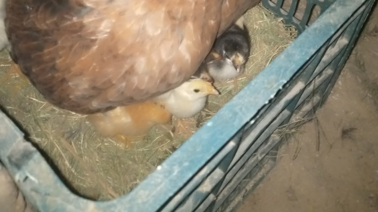 Rani save a chick - YouTube
