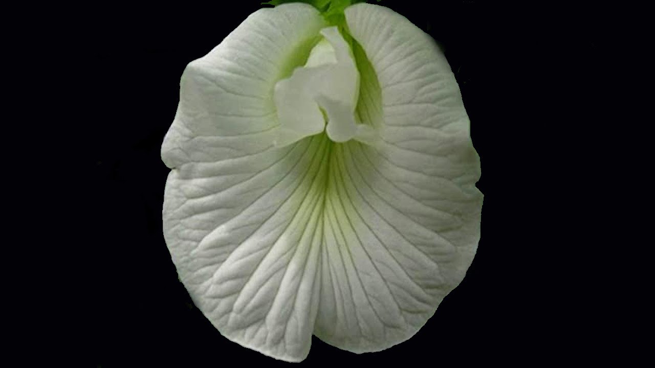 White Clitoris Flower | Asian Pigeonwings | Clitoria Ternatea # ...