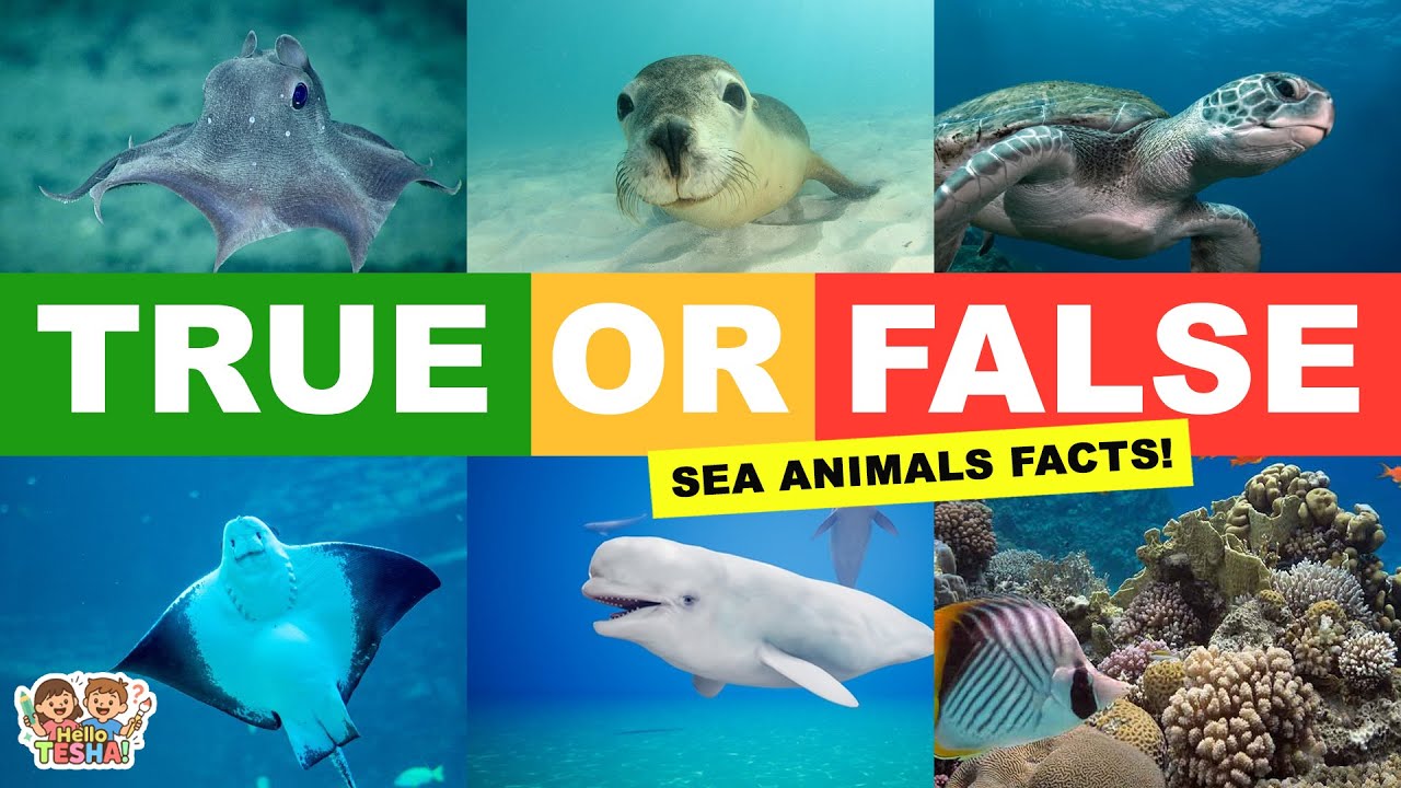 True or False? Ocean Animals Quiz for Kids 🌊🐠 | Fun Sea Life Facts ...