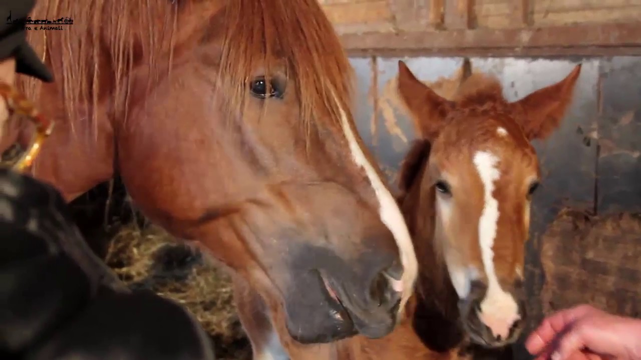 Il Cavallo TPR "Terra & Animali" - YouTube