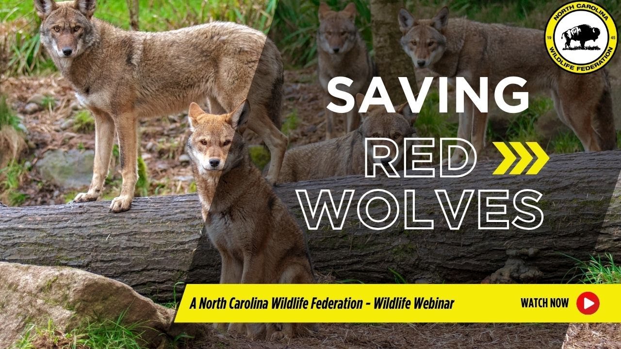 Saving The World’s Most Endangered Canid: Red Wolves in NC - North ...