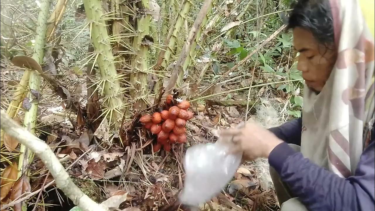 TRIK PANEN BUAH BERDURI BANYAK.. - YouTube